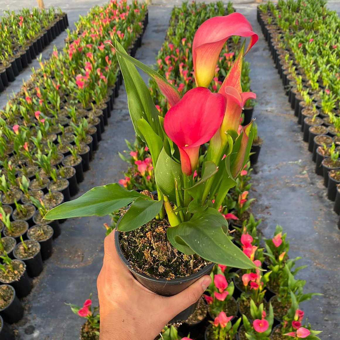 Cala Color 40 cm Natural CT17 | Sodimac Chile