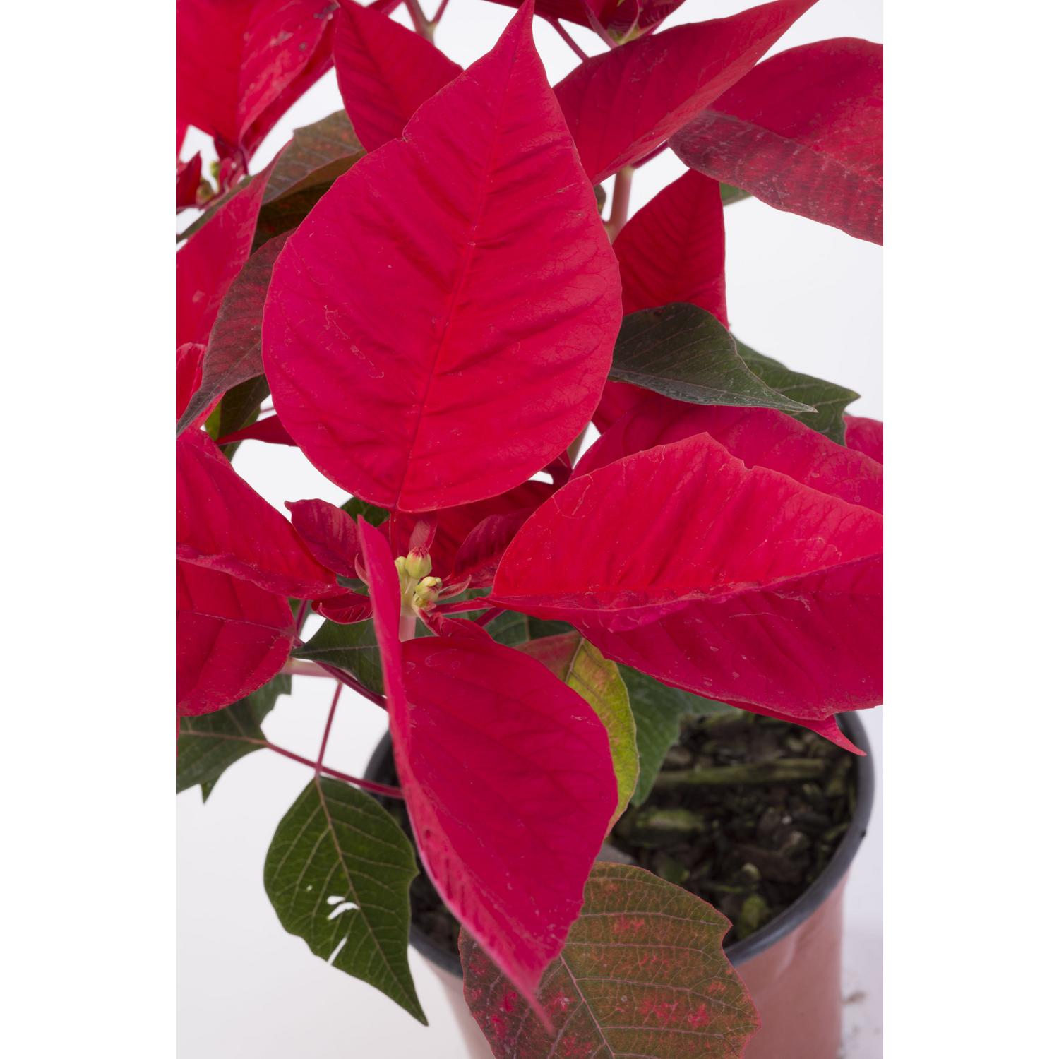 Corona Del Inca 10 cm Natural CT14 | Sodimac - Falabella