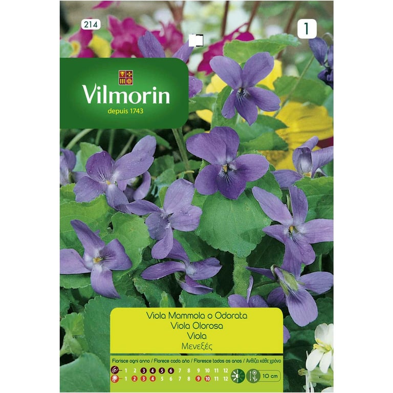 Semilla flor violeta 4 estaciones 0,3 gr sachet | Sodimac - Falabella