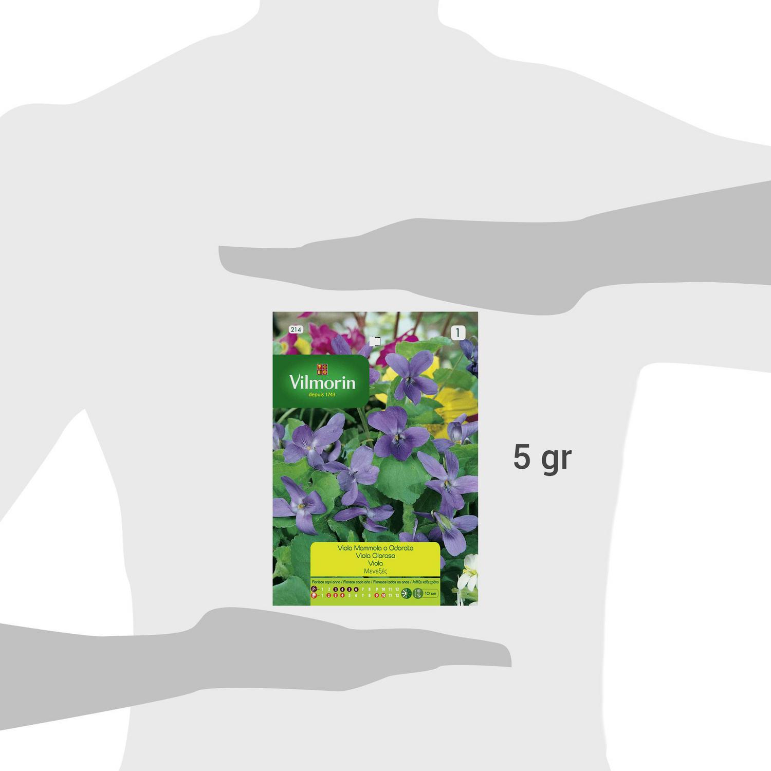 Semilla flor violeta 4 estaciones 0,3 gr sachet | Sodimac - Falabella
