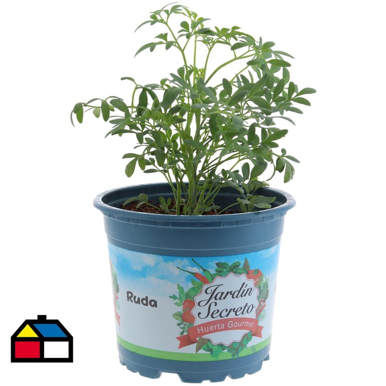 Ruda 10 cm Natural CT12 | Sodimac - Falabella