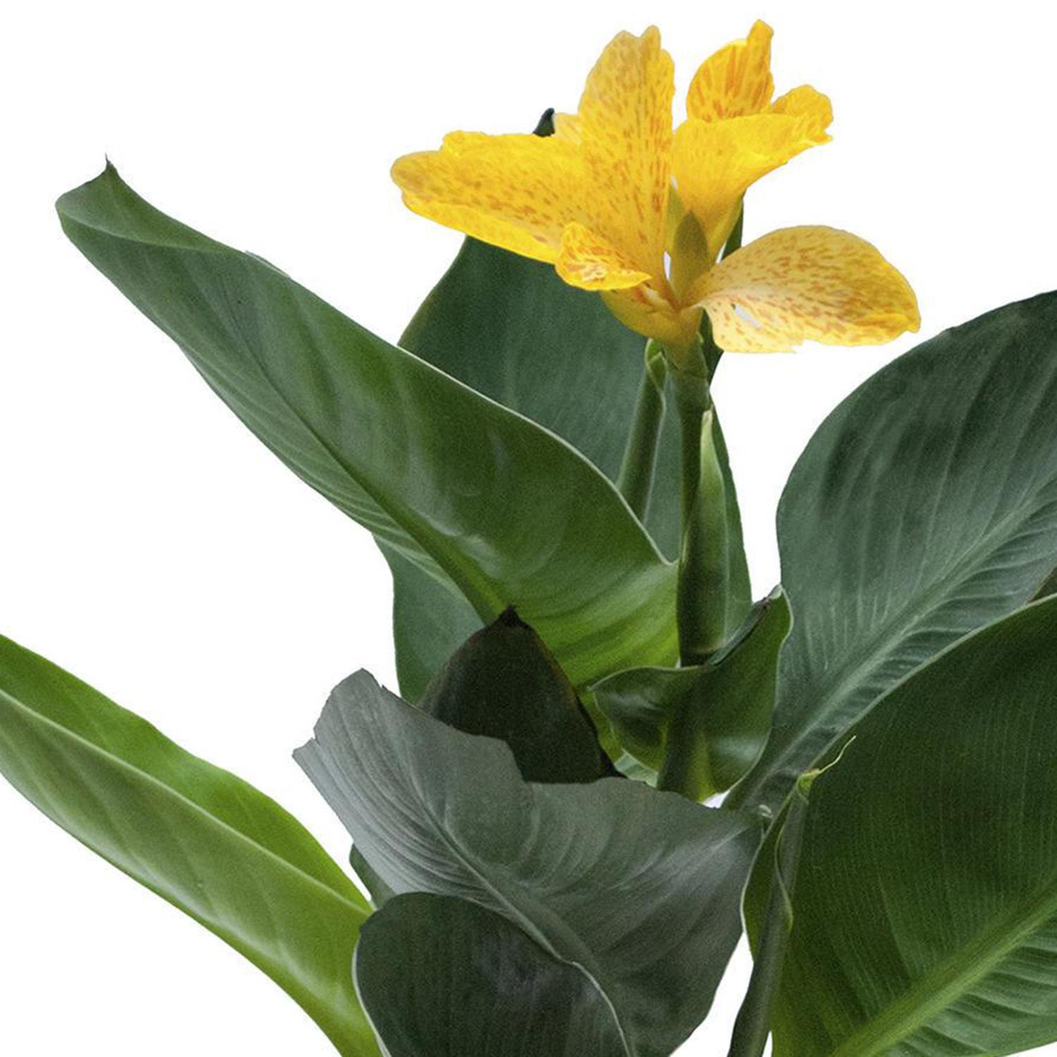 Planta Achira 30 cm Natural CT17 | Sodimac - Falabella