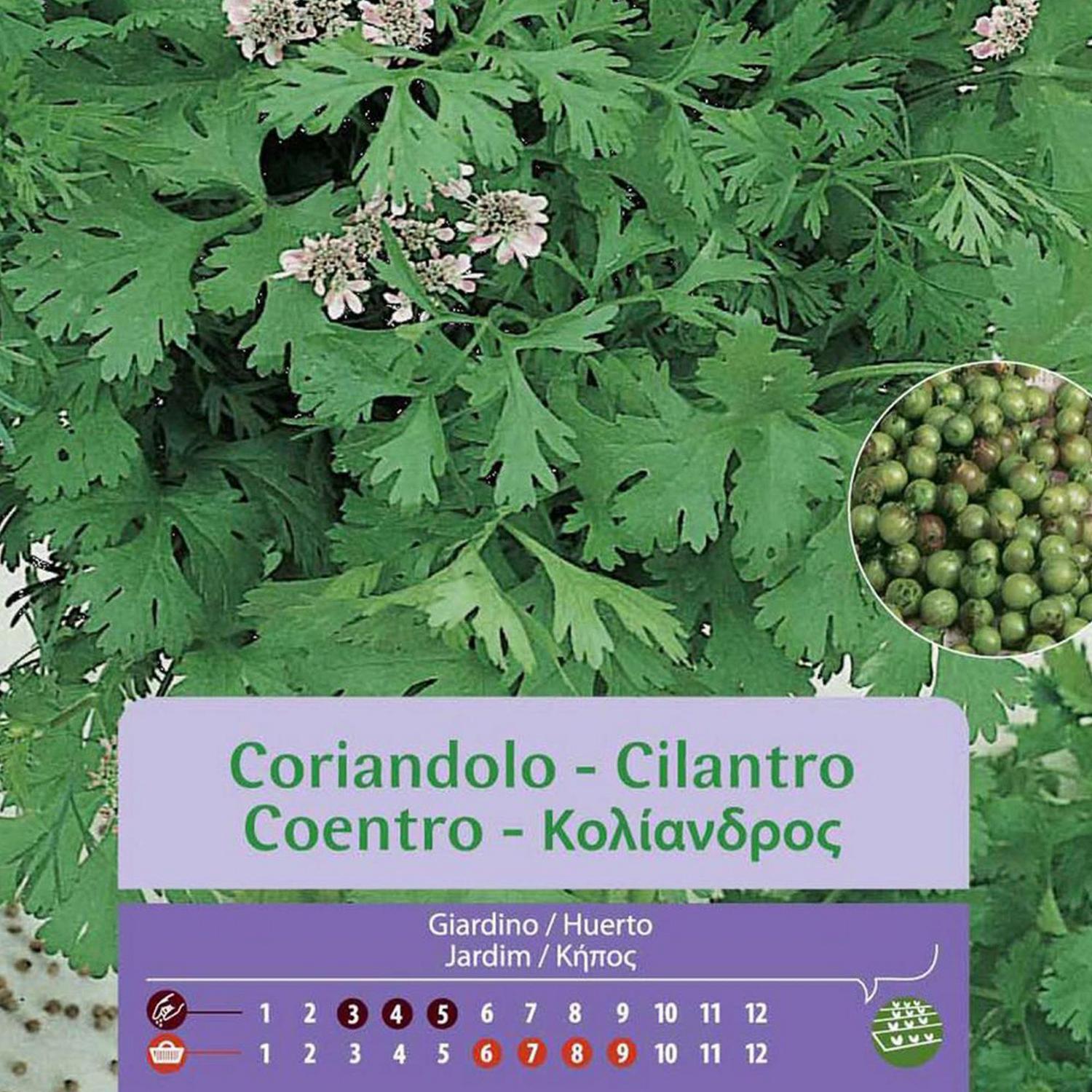 Semilla cilantro 5 gr sachet | Sodimac - Falabella