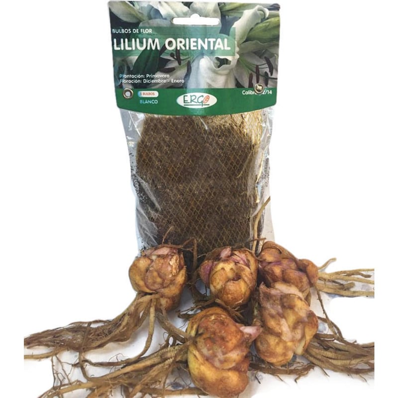 Bulbo lilium oriental surtido 5 unidades | Sodimac Chile