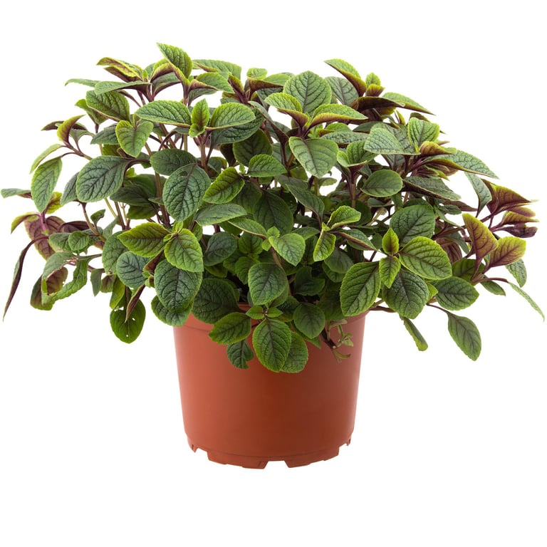 Dolar Negro 30 cm Natural CT23 | Sodimac Chile