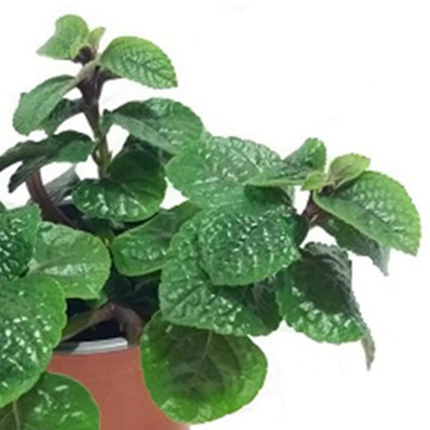 Dolar Negro 10 cm Natural CT13 | Sodimac - Falabella