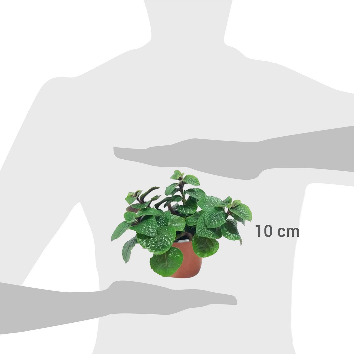 Dolar Negro 10 cm Natural CT13 | Sodimac - Falabella