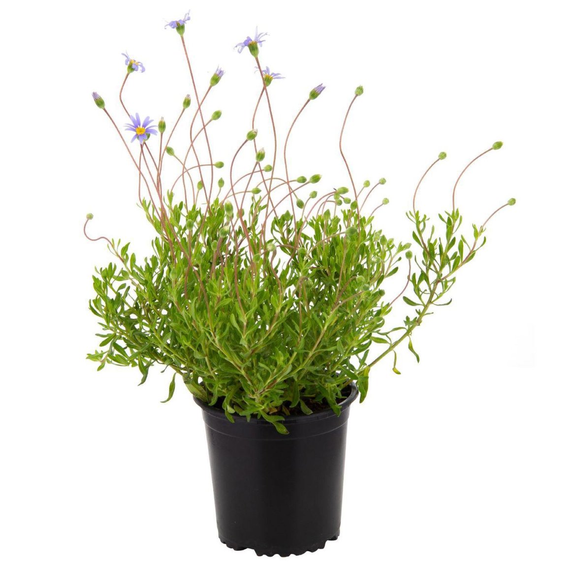 Planta Agatea 10 cm Natural CT13 | Sodimac - Falabella