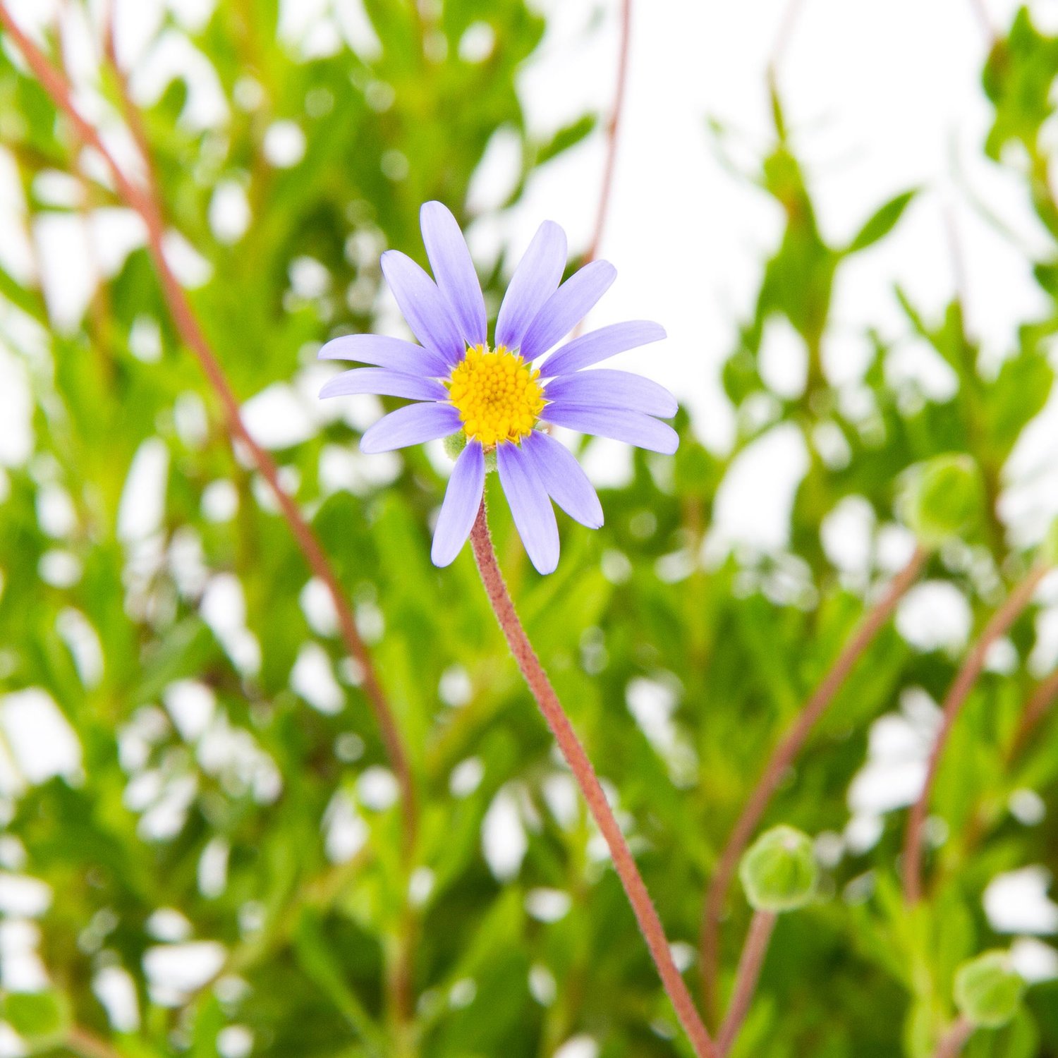 Planta Agatea 10 cm Natural CT13 | Sodimac - Falabella