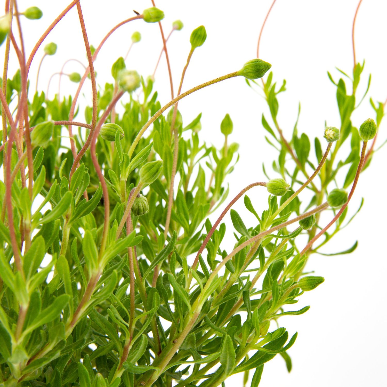 Planta Agatea 10 cm Natural CT13 | Sodimac - Falabella