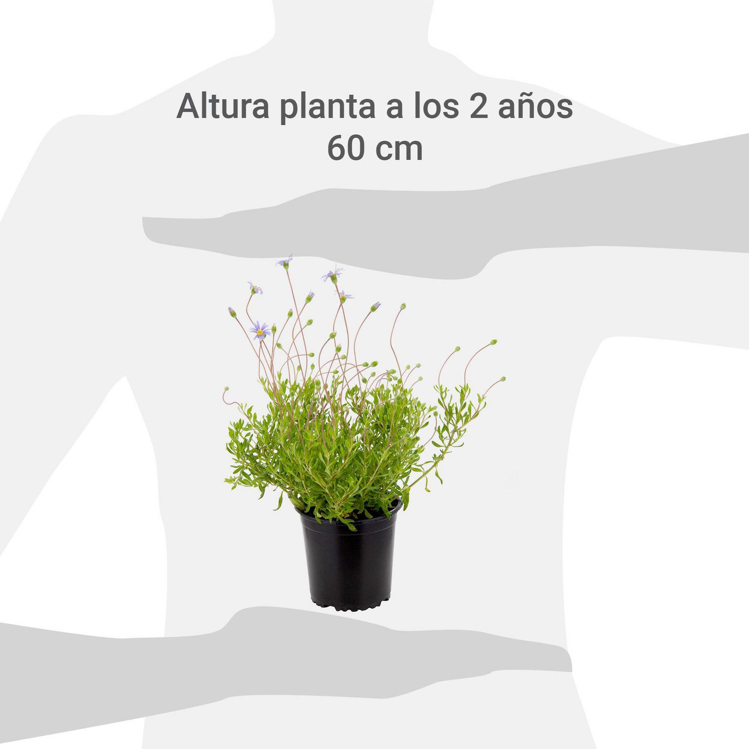 Planta Agatea 10 cm Natural CT13 | Sodimac - Falabella