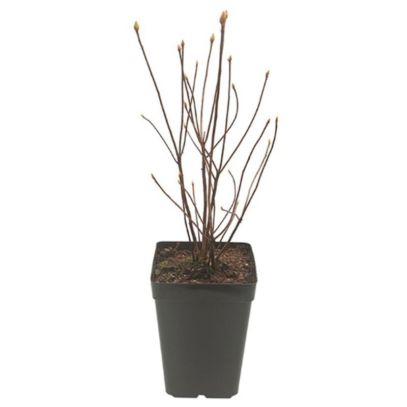 Azalea Molly 30 cm CT17 | Sodimac Chile