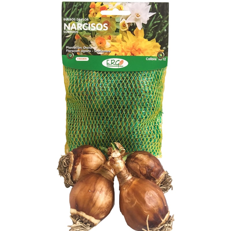 Bulbo narciso surtido 4 unidades | Sodimac - Falabella