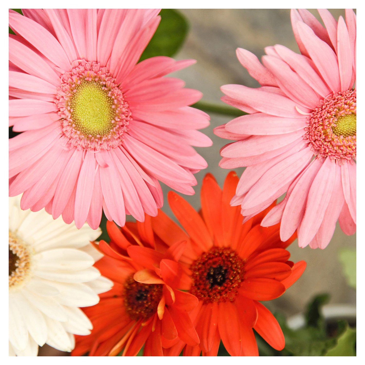 Gerbera 20 cm Natural CT15 | Sodimac - Falabella