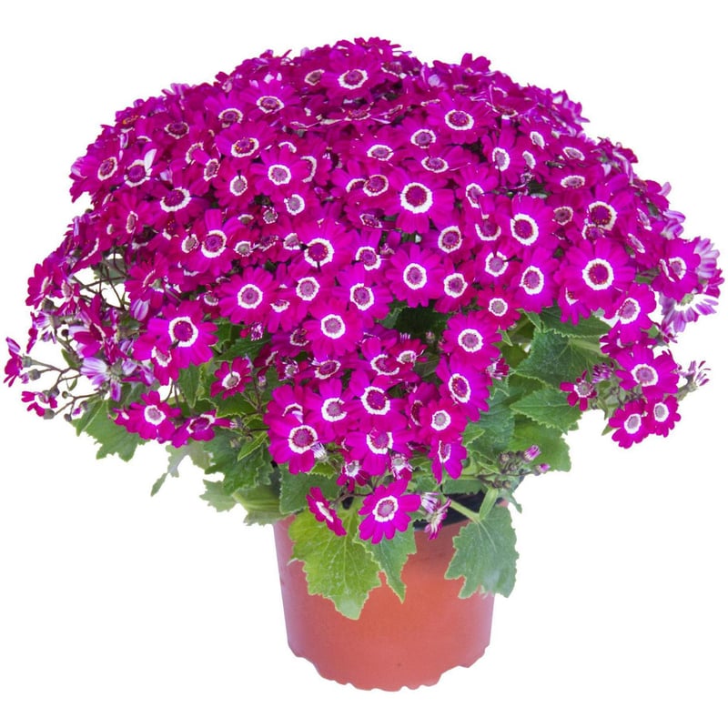 Cineraria Jester 10 cm Natural CT15 | Sodimac - Falabella