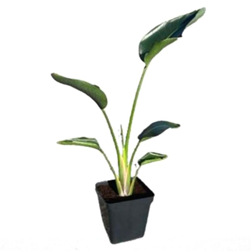 Strelitzia Nicolai 1 m Natural | Sodimac - Falabella