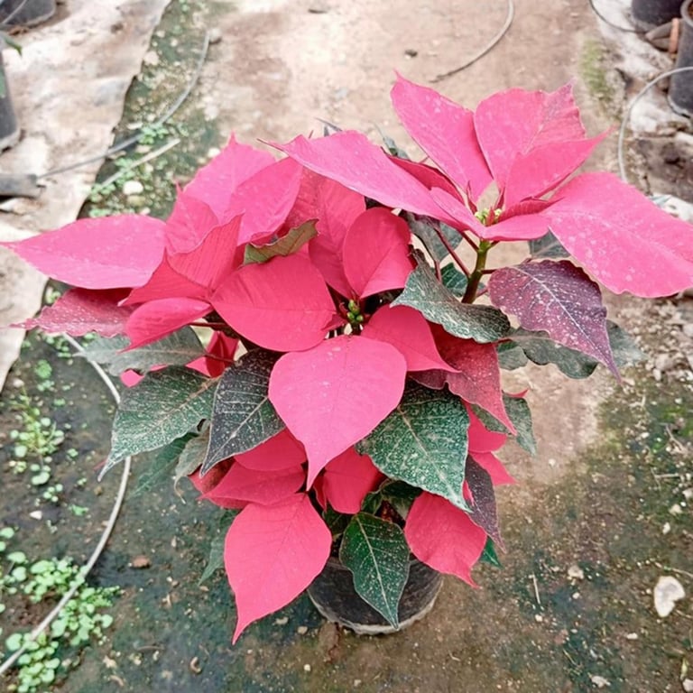 Planta Corona del Inca 25 cm Natural CT13 | Sodimac - Falabella