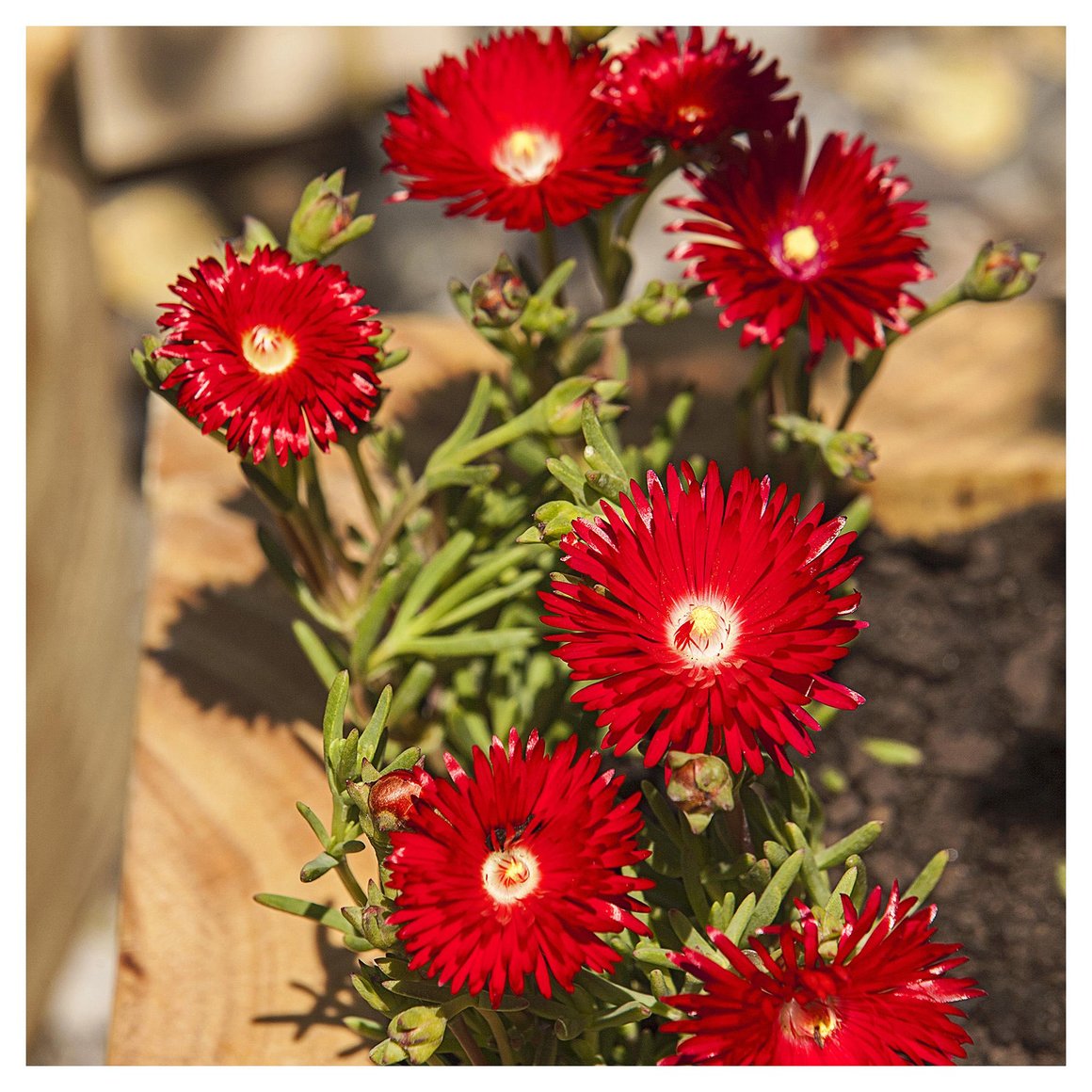 Rayito de Sol 10 cm Natural CT10 | Sodimac - Falabella