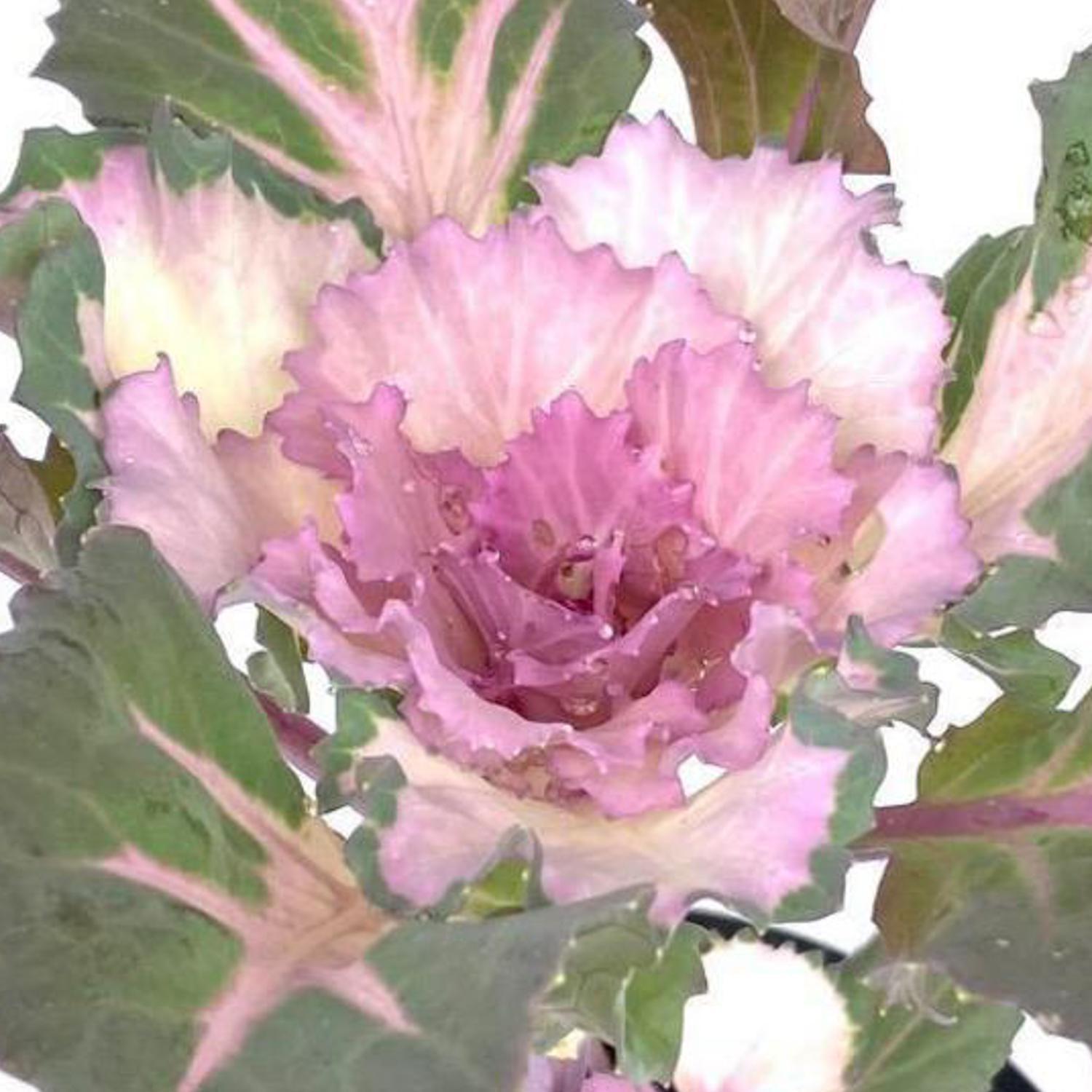 Repollo Ornamental 25 cm Natural CT11 | Sodimac - Falabella