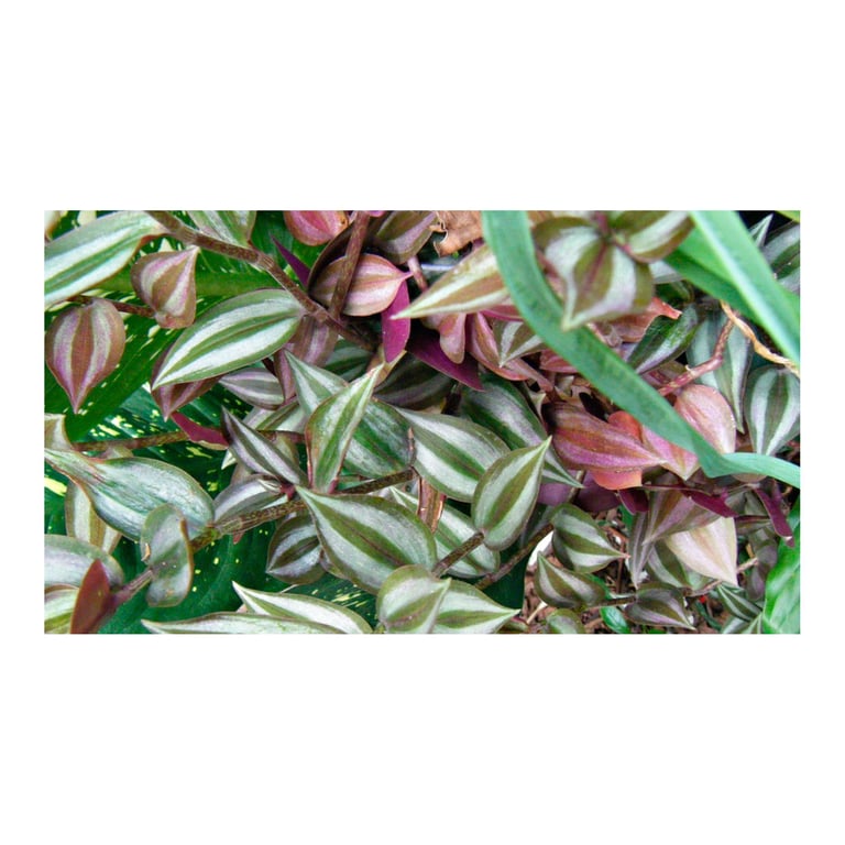 Sinvergüenza Colgante - Phyllonoma De Interior Diámetro 25 Cm ...