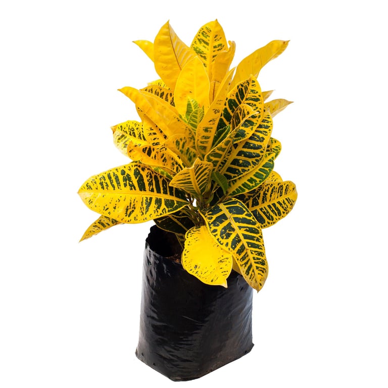 Croto - Codiaeum Variegatum De Interior Diámetro 17 Cm TIERRANEGRA ...