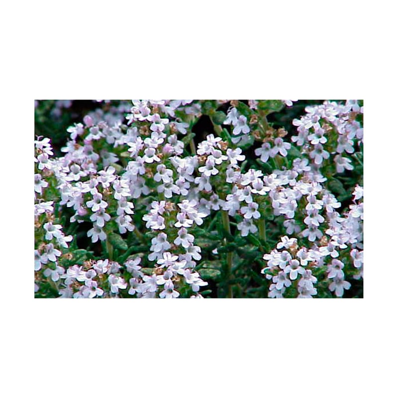 Tomillo - Thymus Vulgaris De Exterior Diámetro 14 Cm | falabella.com