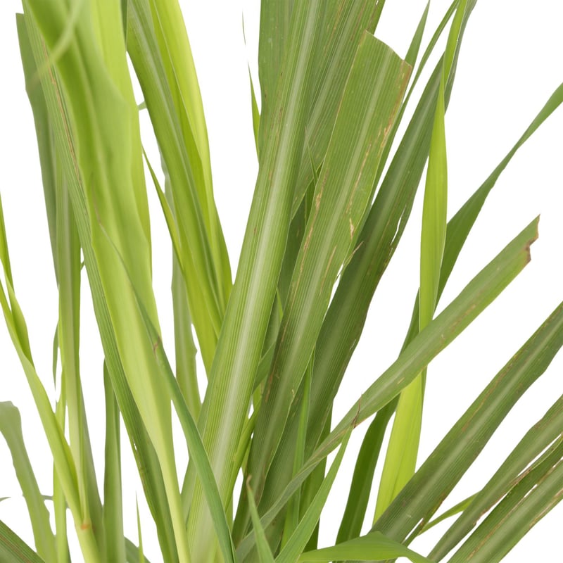 Limonaria - Cymbopogon Citratus De Interior/Exterior Diámetro 14 Cm ...