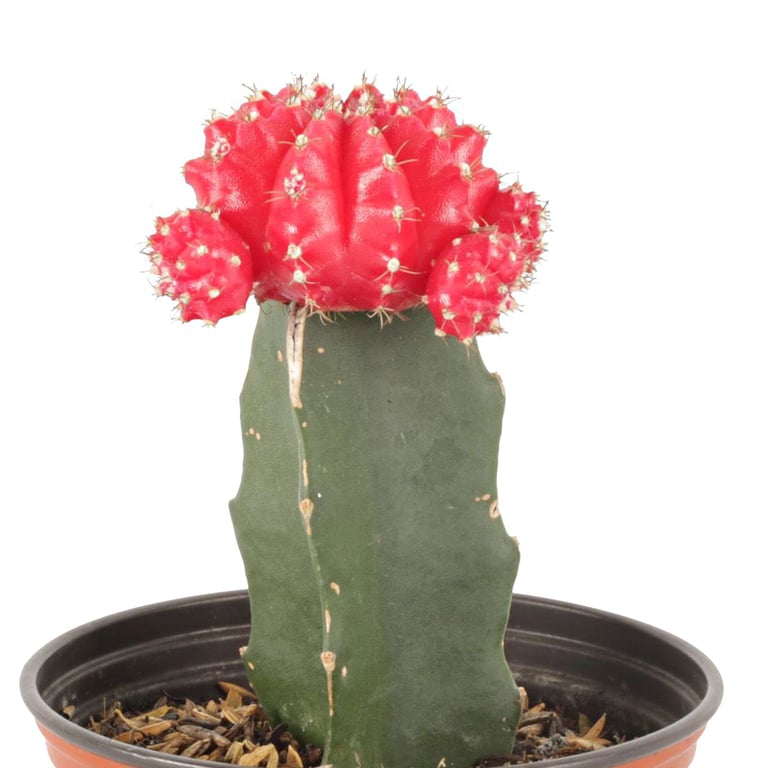 Cactus Injerto - Cactaceae De Interior Diámetro 9 Cm GENERICO ...