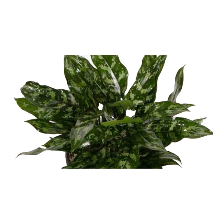Aglaonema Maria - Aglaonema De Interior Diámetro 20 Cm | falabella.com