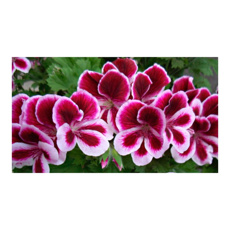 Geranio - Geranium De Exterior Diámetro 14 Cm TIERRANEGRA | falabella.com
