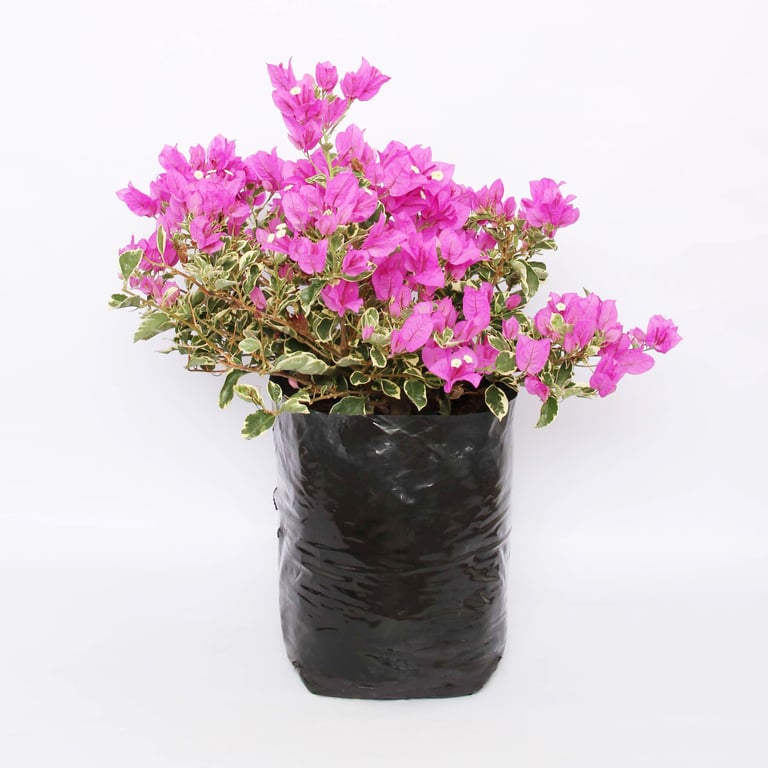 Veranera Varigada - Bougainvillea De Exterior Diámetro 35 Cm ...