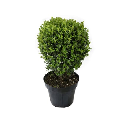 Planta buxos arrayán bola mediana - Sodimac.com.mx