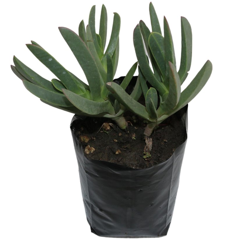 Planta Dedo Moro B1 - Sodimac.com.mx