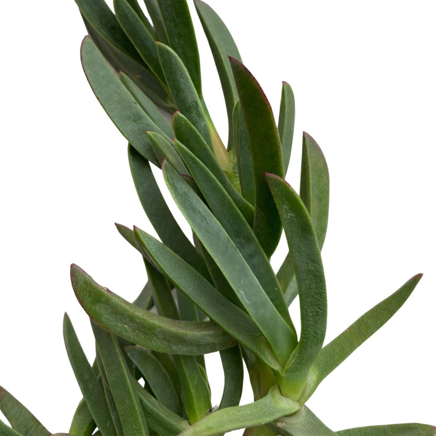 Planta Dedo Moro B1 - Sodimac.com.mx