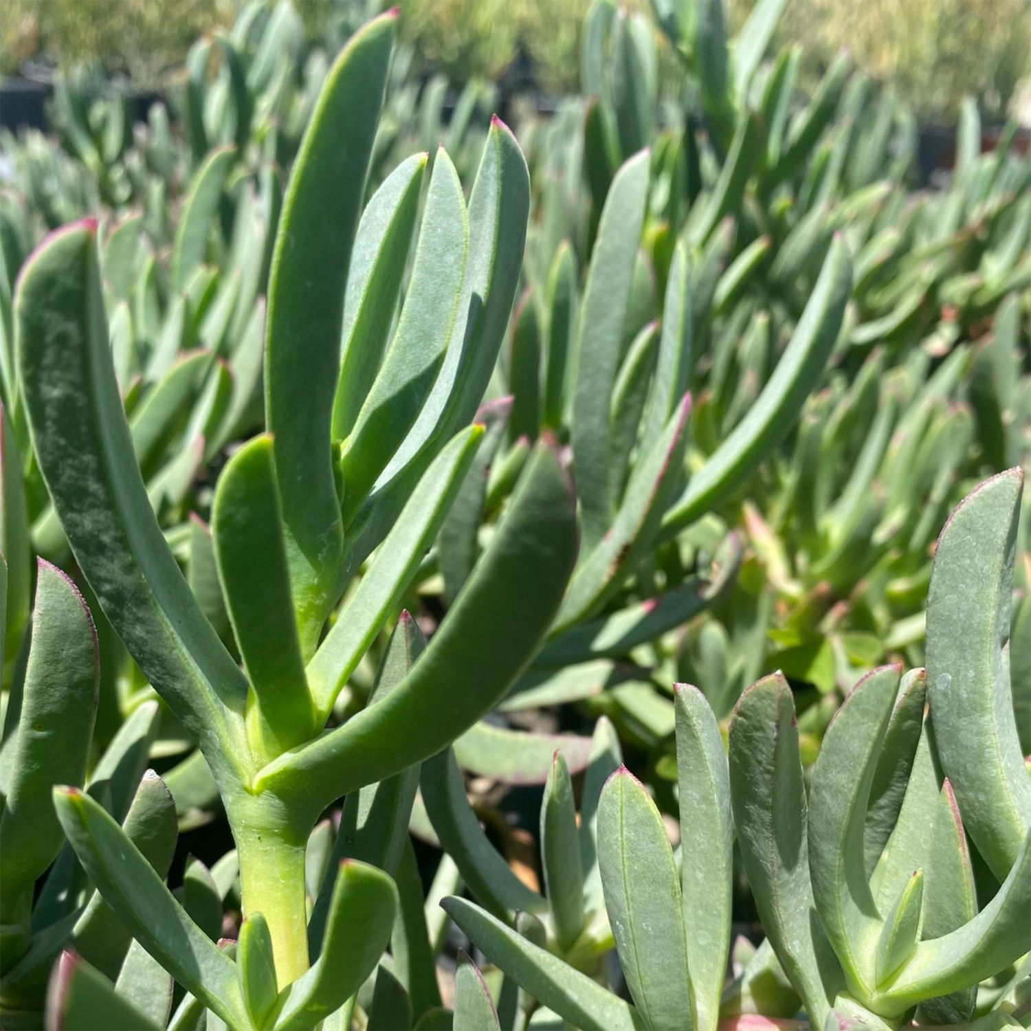 Planta Dedo Moro B1 - Sodimac.com.mx