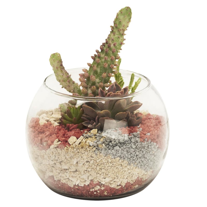 Terrario Mediano M-S | Sodimac Falabella