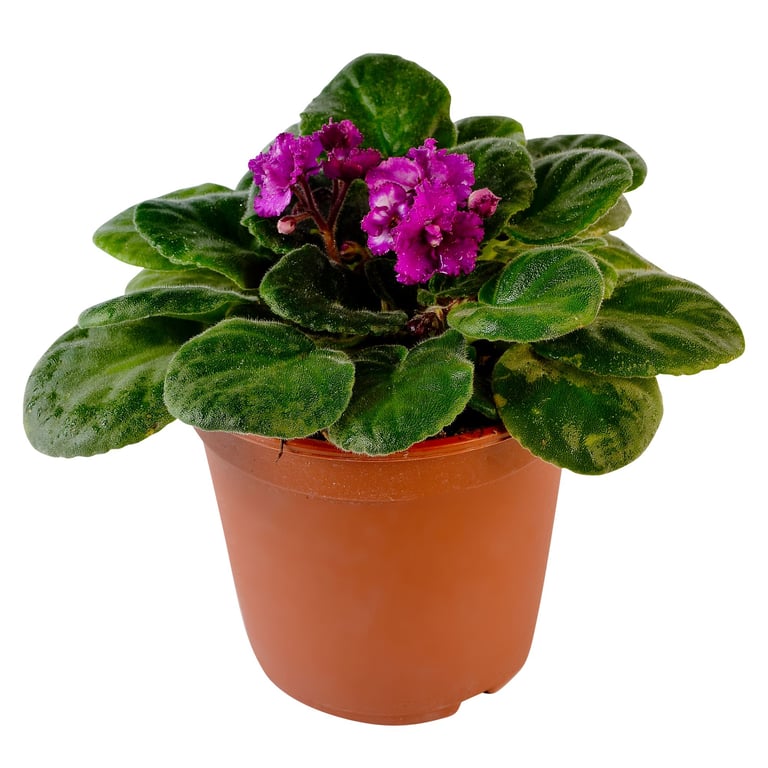 Planta Natural Violeta Africana | Sodimac Falabella