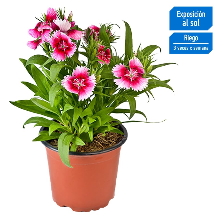 Flor Natural Clavelina | Sodimac Falabella