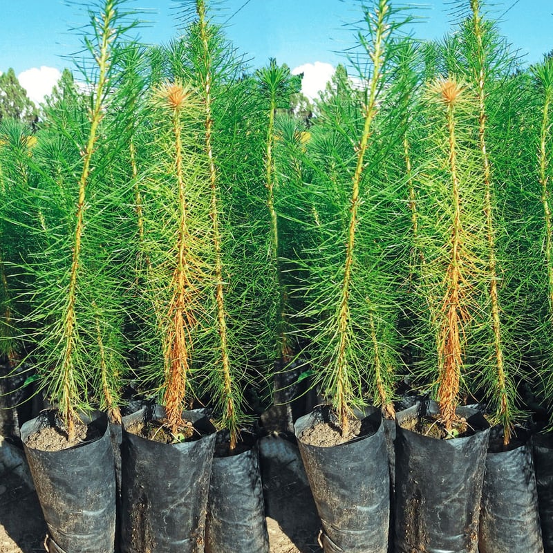 Planta de Exterior Árbol Pino Radiata 25cm | Sodimac Falabella