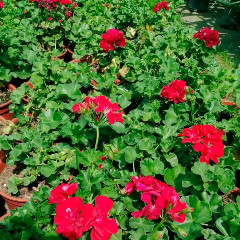 Planta de Exterior Con Flor Geraneo Hiedra 25cm | Sodimac Falabella