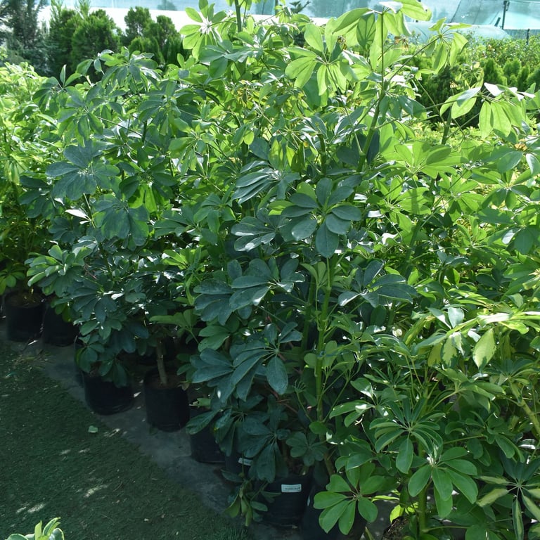 Arbusto Cheflera Variegata 100 cm | Sodimac Falabella