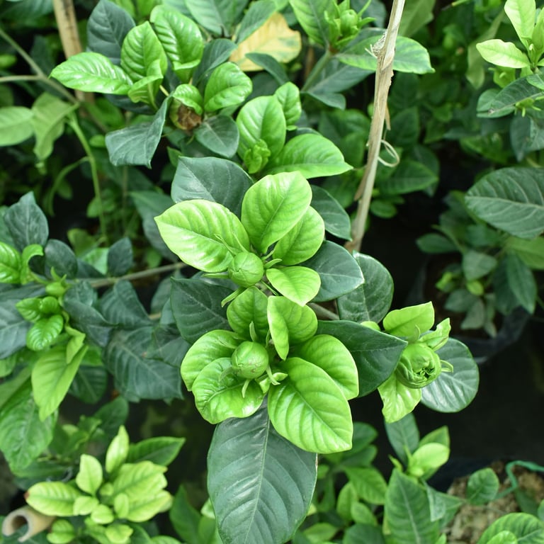 Planta de Exterior con Flor Gardenia 75cm | Sodimac Falabella