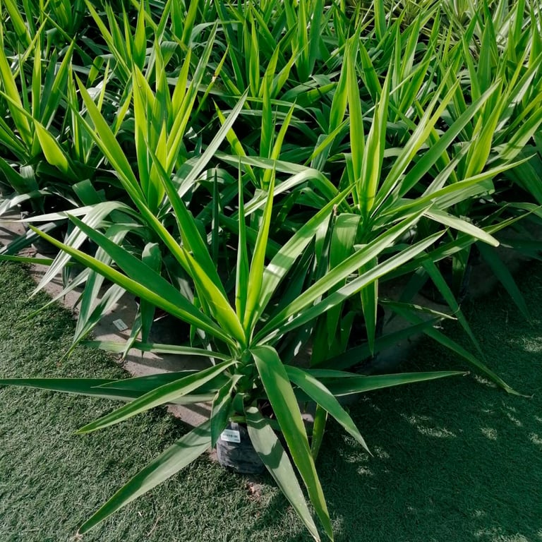 Arbusto Yuca Verde Sin Penacho 50cm | Sodimac Falabella
