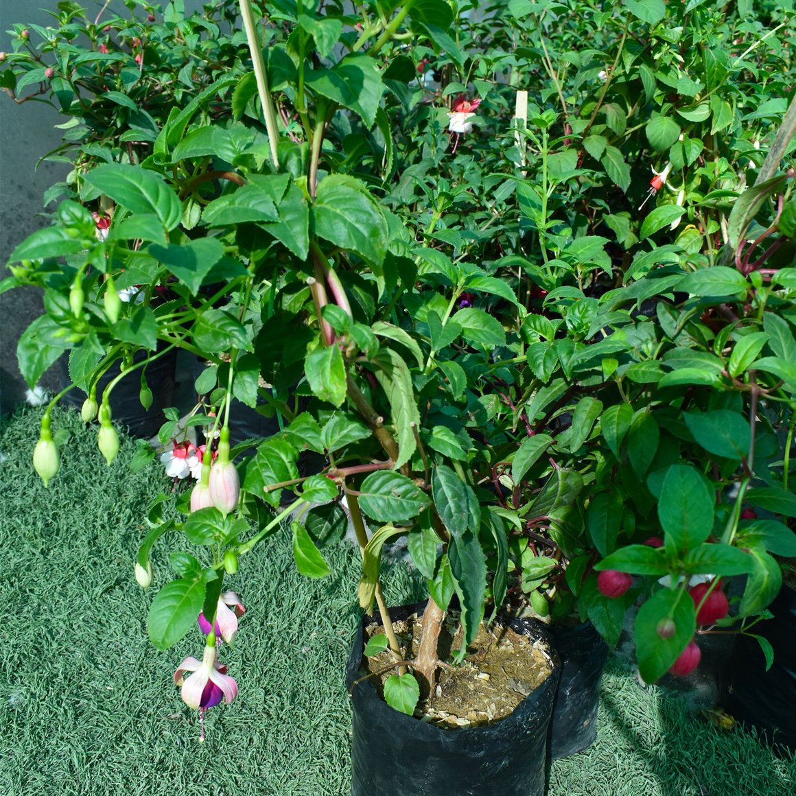 Planta de Exterior Fucsia Enana 50cm | Sodimac Falabella