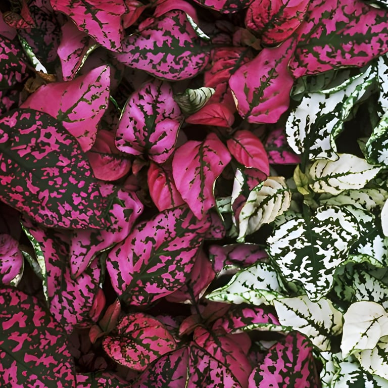 Planta de Interior Pecosa 25cm | Sodimac Falabella