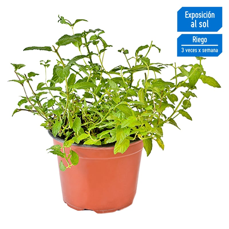 Planta Aromática Menta | Sodimac Perú