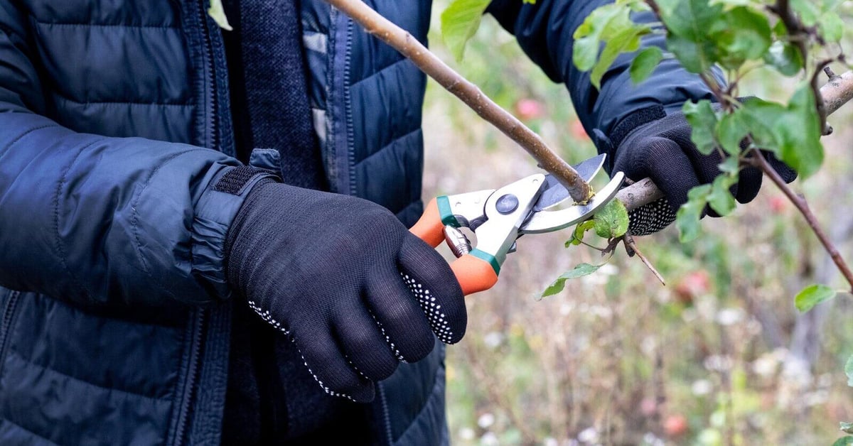 The essentials of tree pruning services for your landscape - Breanto