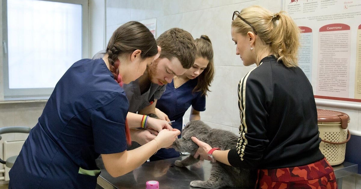 Understanding veterinary assistant training and its pathways ...