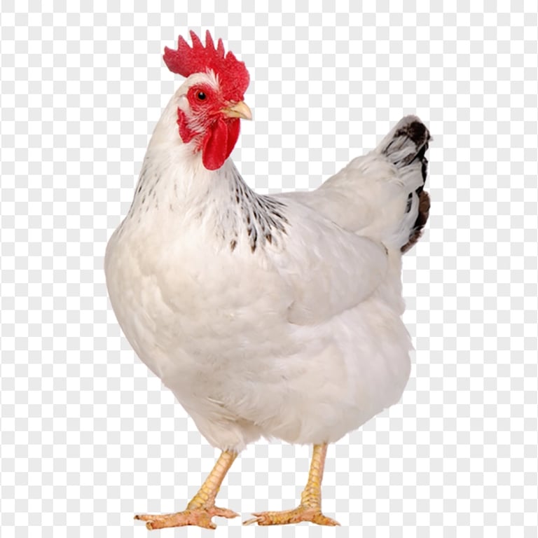 White Cute Chicken HD Transparent Background | Citypng