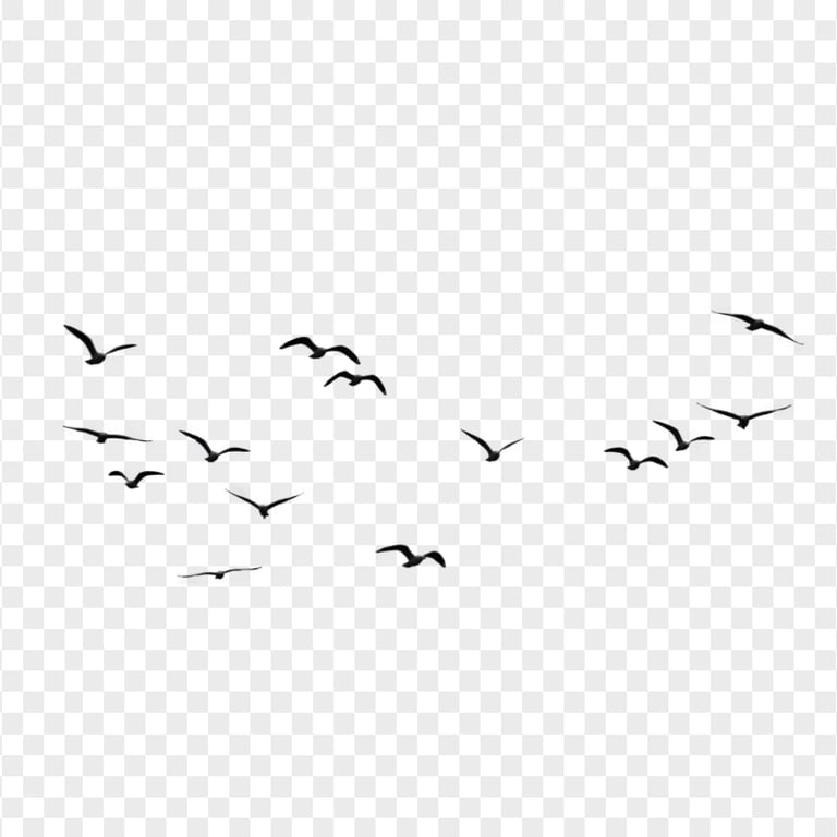 HD Black Flying Birds Transparent Background | Citypng